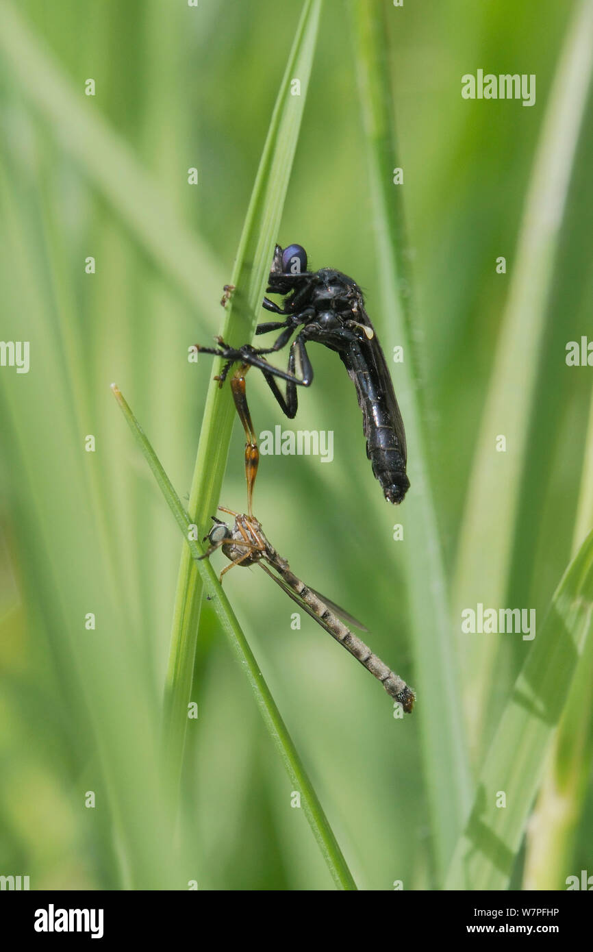 Slender predatory insects hi-res stock photography and images - Alamy