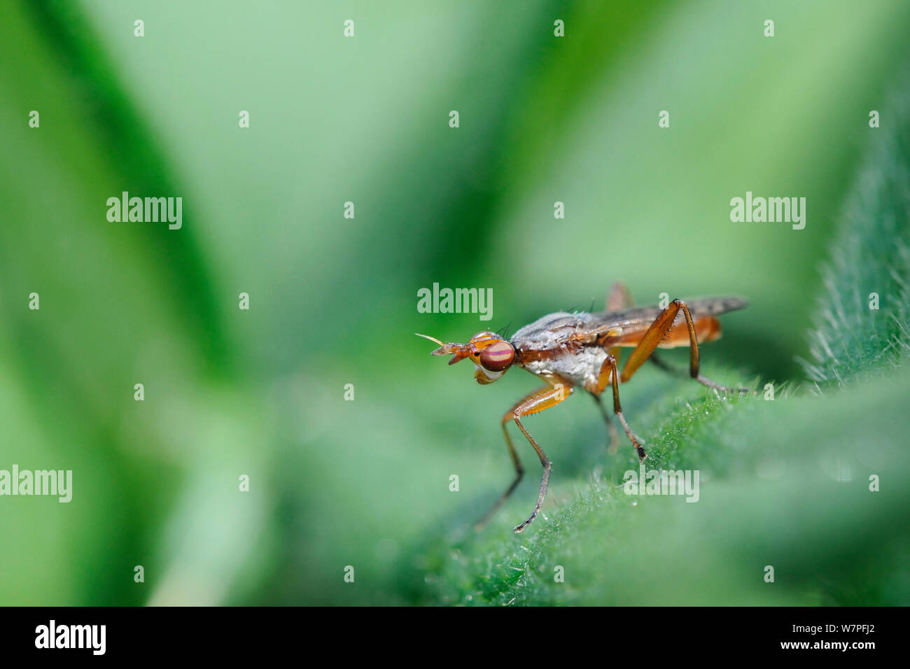 Marsh insects hi-res stock photography and images - Alamy