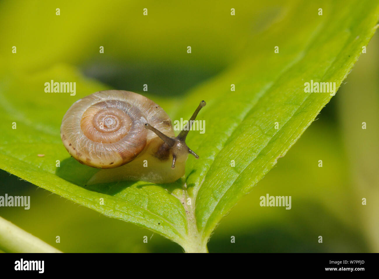 Strawberry snail (Trochulus striolata) crawling over a Mock orange leaf ...