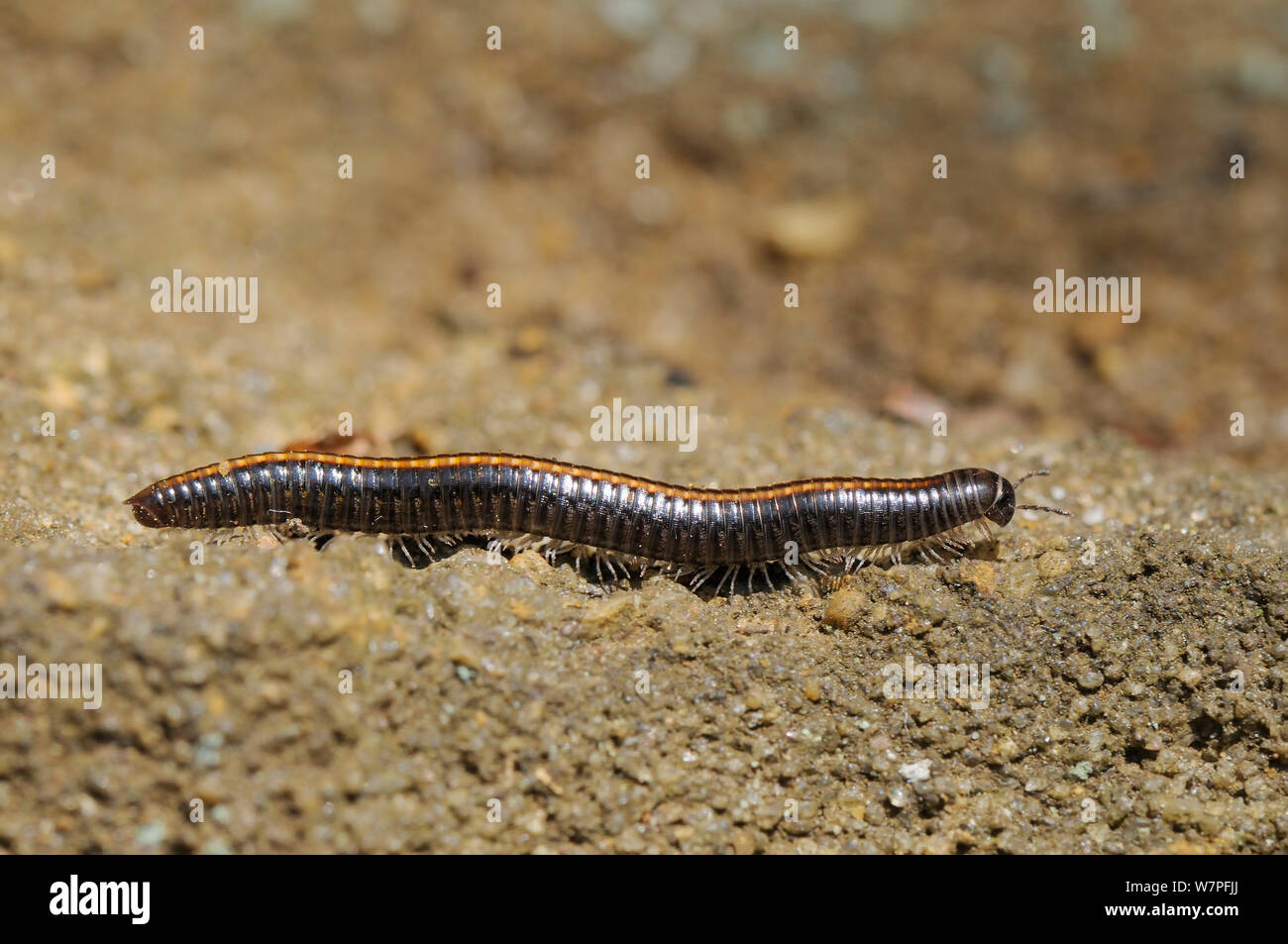 Millipedes are arthropods hi-res stock photography and images - Alamy