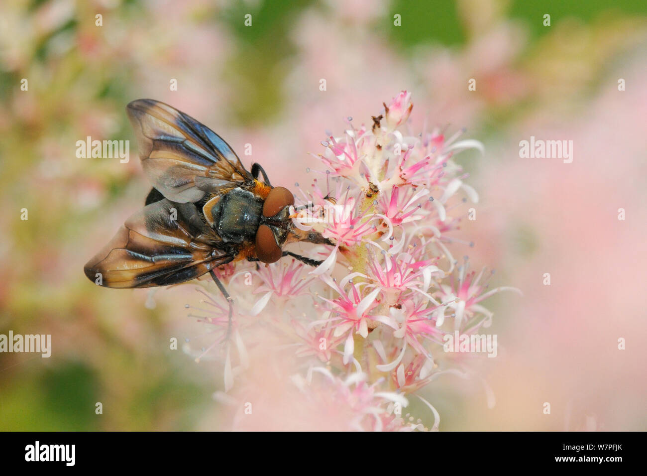 Is a parasite hi-res stock photography and images - Alamy