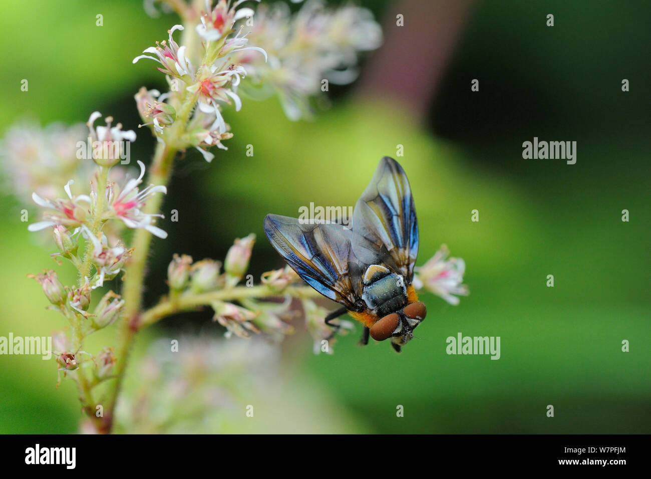 Parasite fly tachinidae hi-res stock photography and images - Alamy