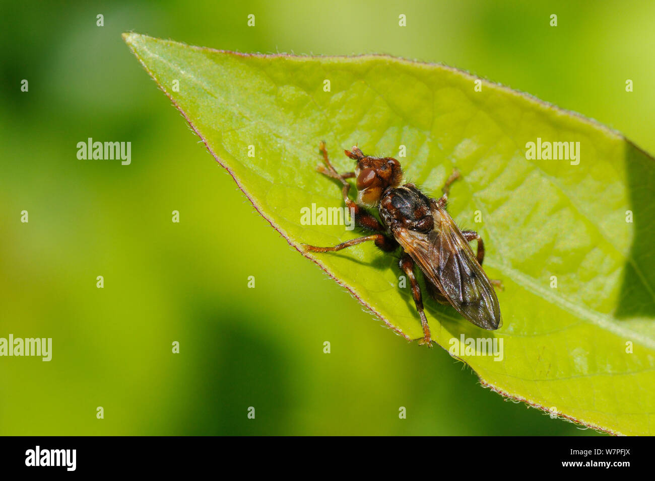 Conopids hi-res stock photography and images - Alamy