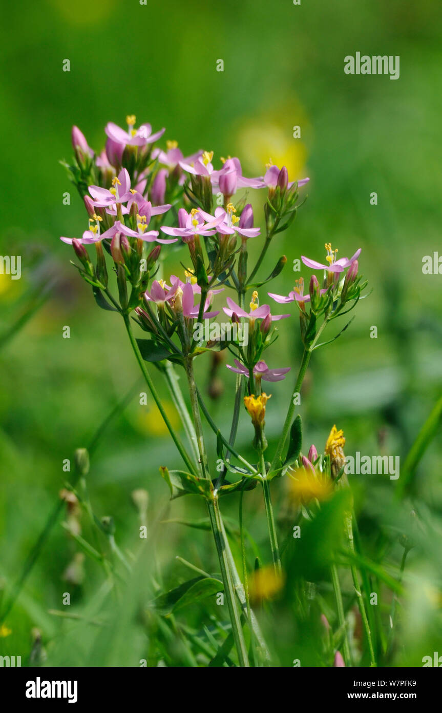 Gentianaceae hi-res stock photography and images - Alamy