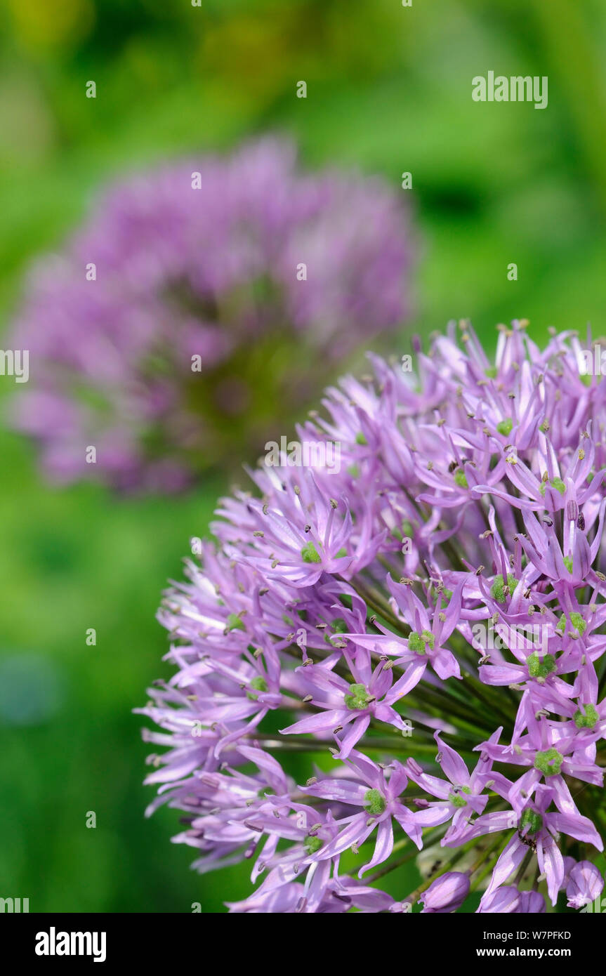 Allium sp hi-res stock photography and images - Alamy