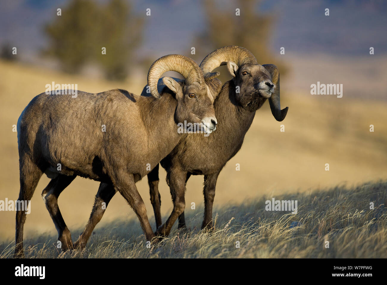 Rocky Mountain Bighorn Sheep (Ovis canadensis) males, horning each ...