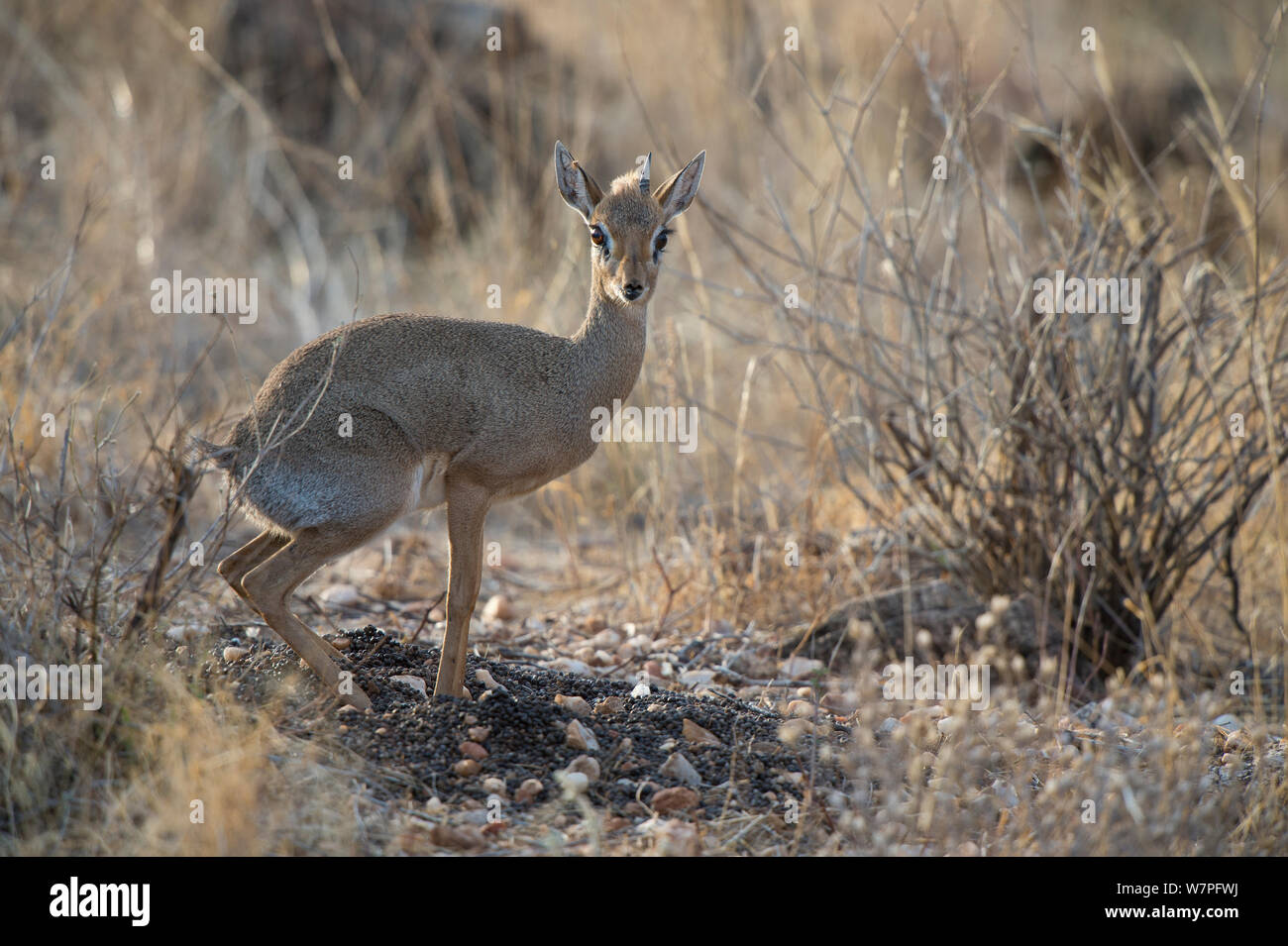 Kirk's Dikdik (Madoqua kirki) marking territory by defecating, Samburu ...