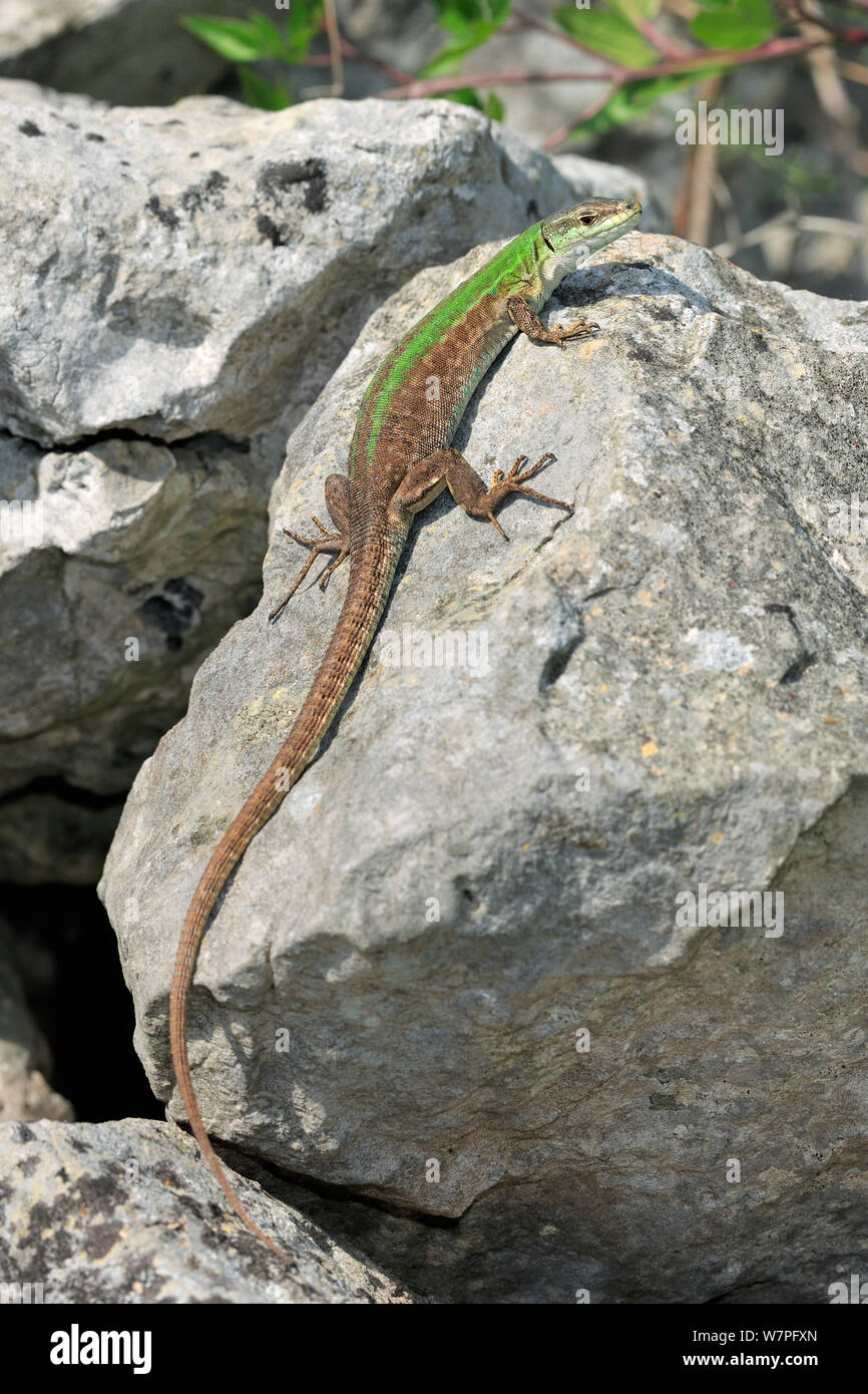 Italian wall lizard (Podarcis siculus) north of San Nicandro Garganico ...