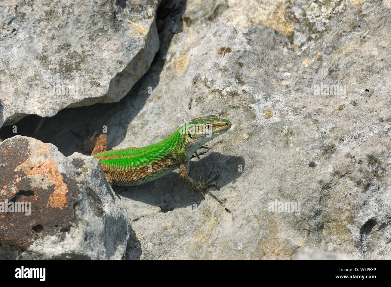 Italian reptiles hi-res stock photography and images - Alamy