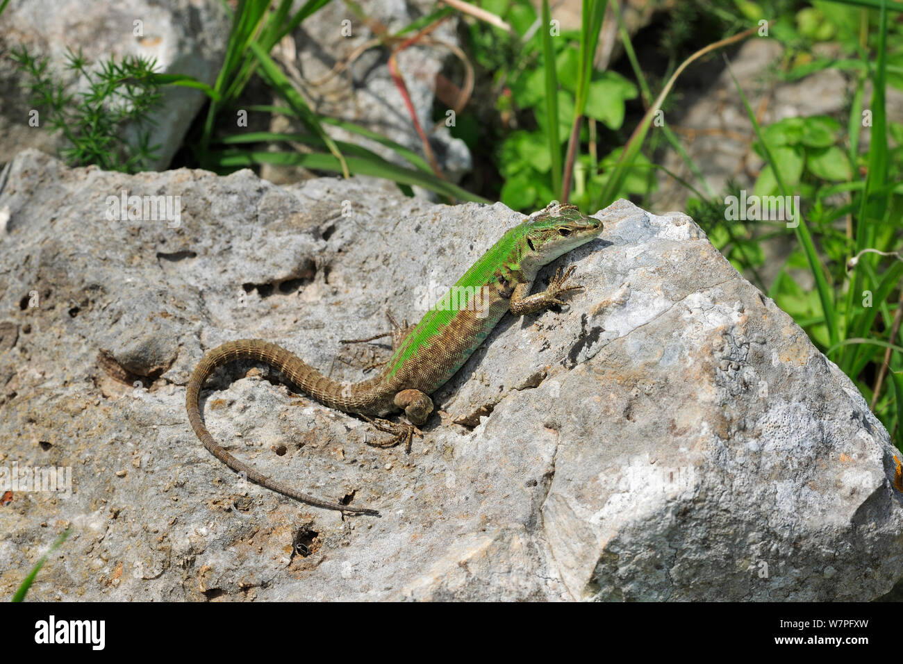 North italian wall lizard hi-res stock photography and images - Alamy