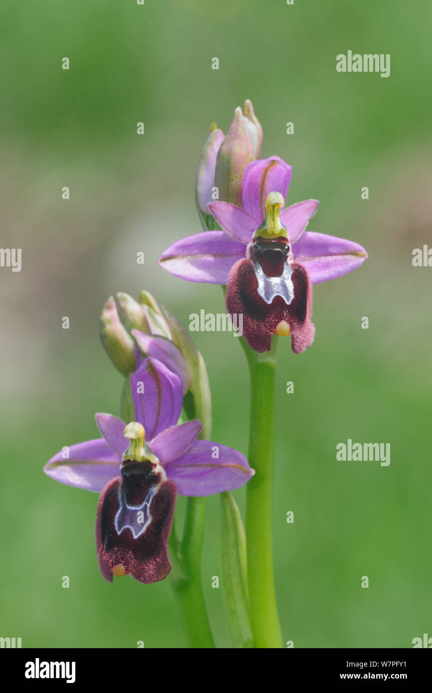 Ophrys genus hi-res stock photography and images - Alamy