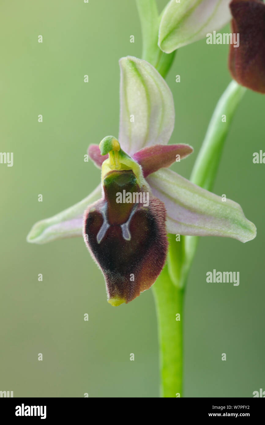 Ophrys genus hi-res stock photography and images - Alamy