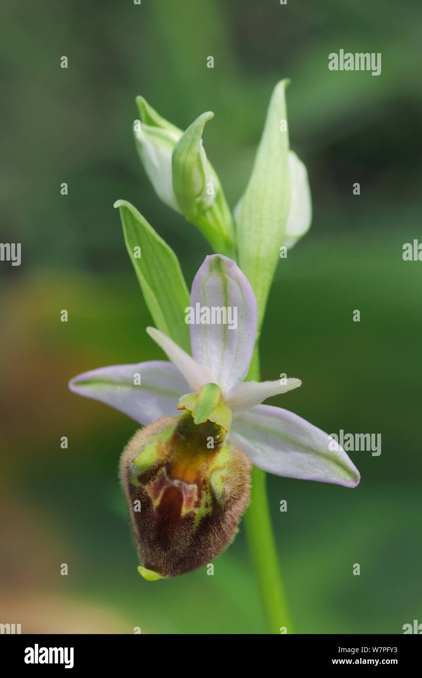 Ophrys genus hi-res stock photography and images - Alamy