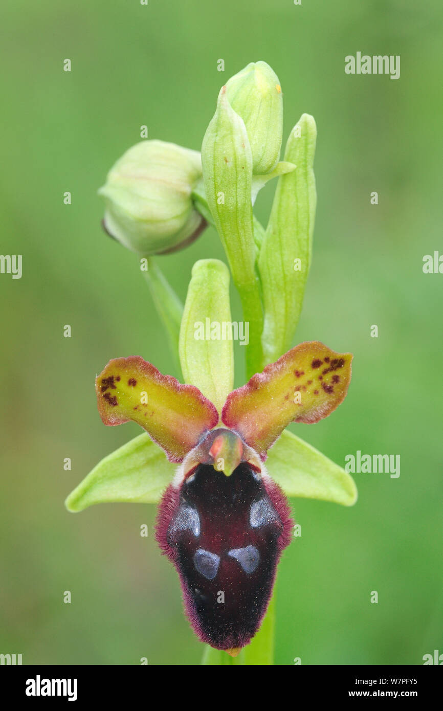 Bee orchid (Ophrys promontorii) flower, north of Mattinata, Gargano ...