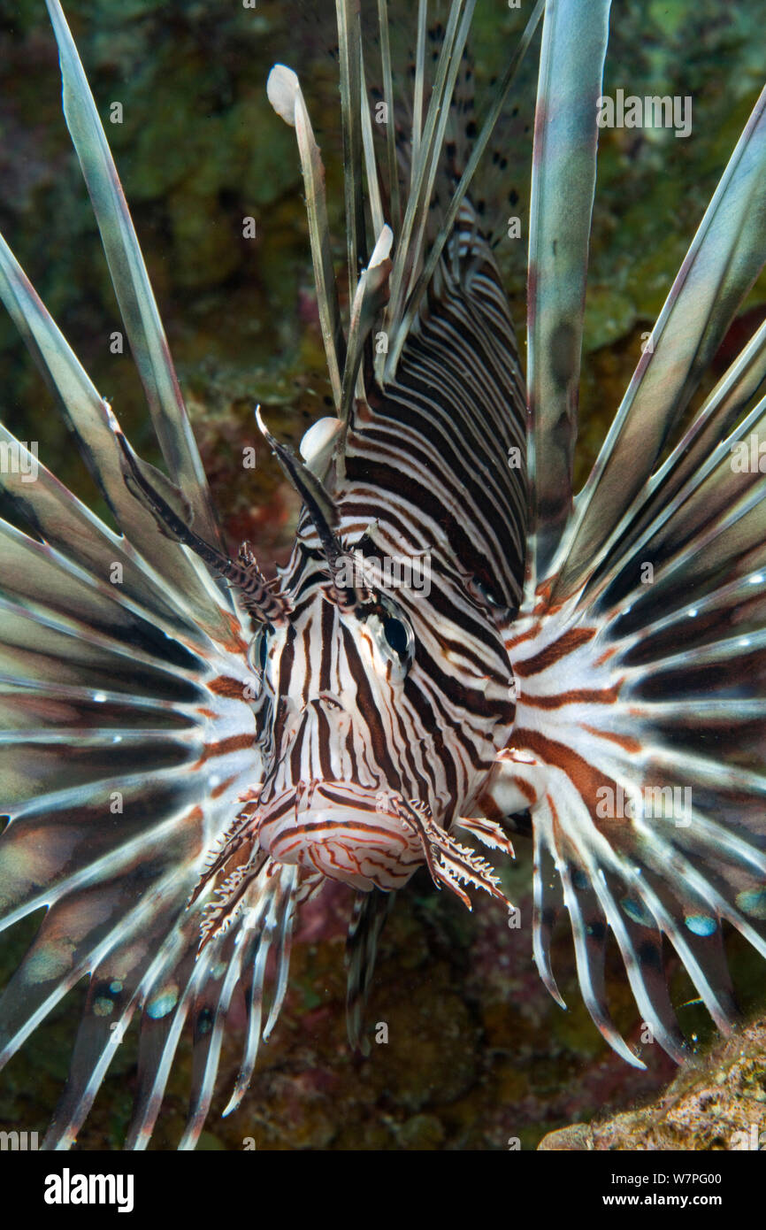 Red fish caribbean hi-res stock photography and images - Alamy