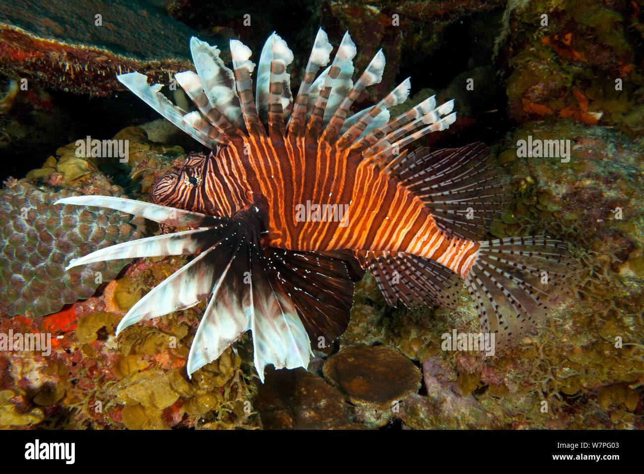 Atlantic Lionfish