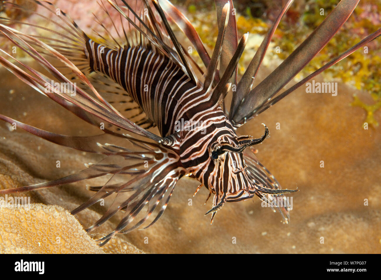 Baby Volitan Lionfish