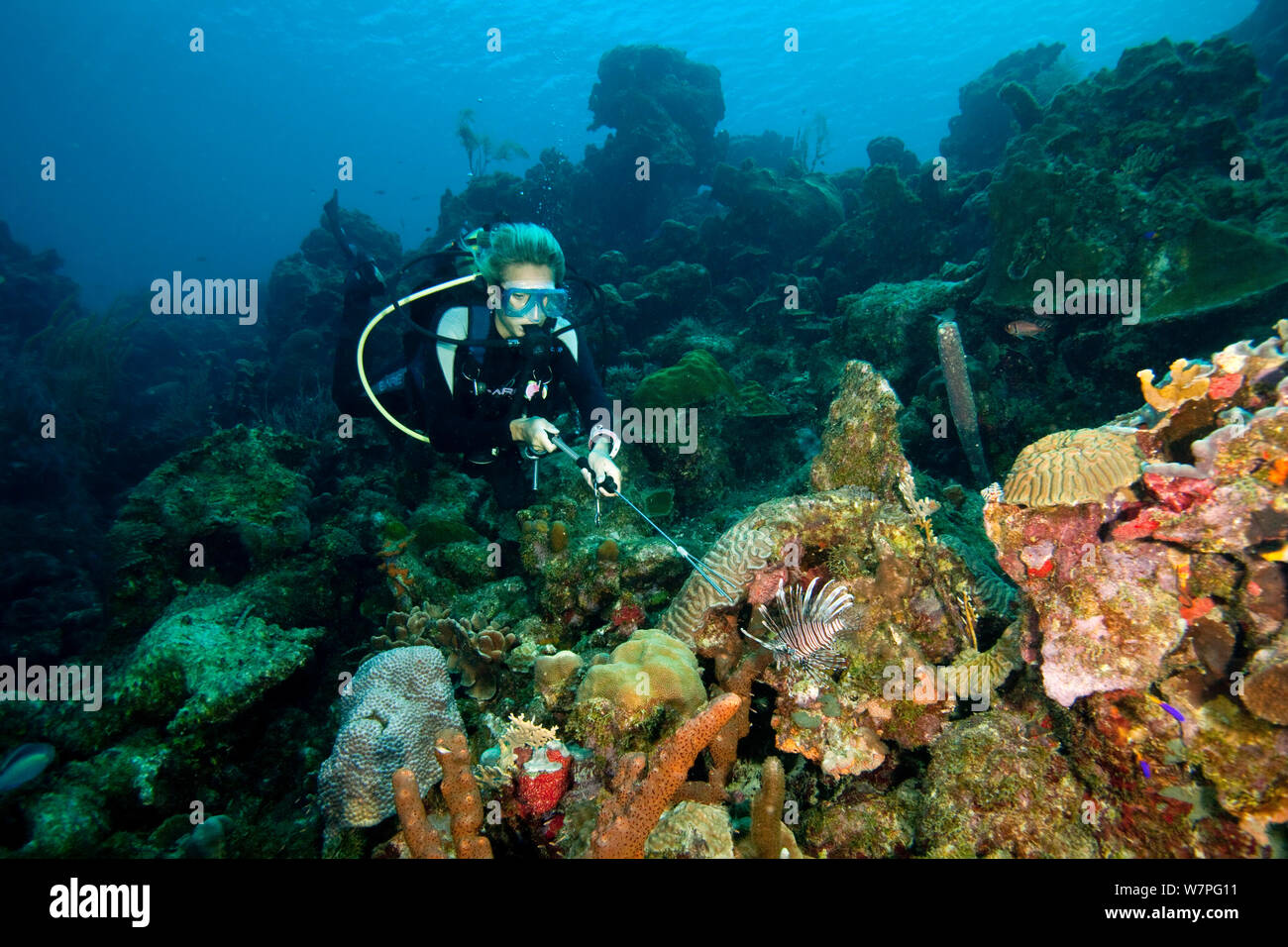 Invasive marine pests hi-res stock photography and images - Alamy