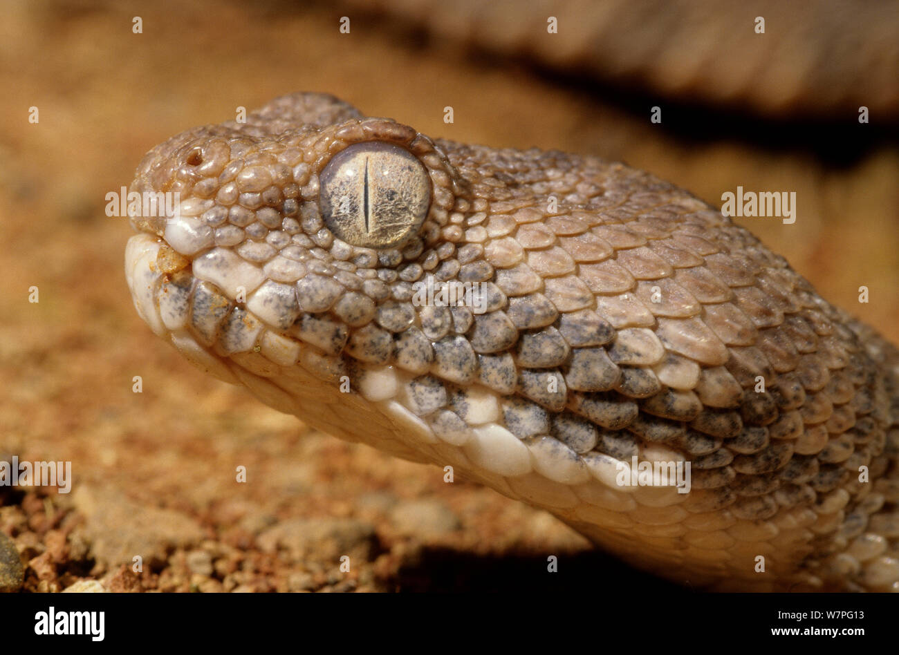 Sand viper cerastes vipera hi-res stock photography and images - Alamy