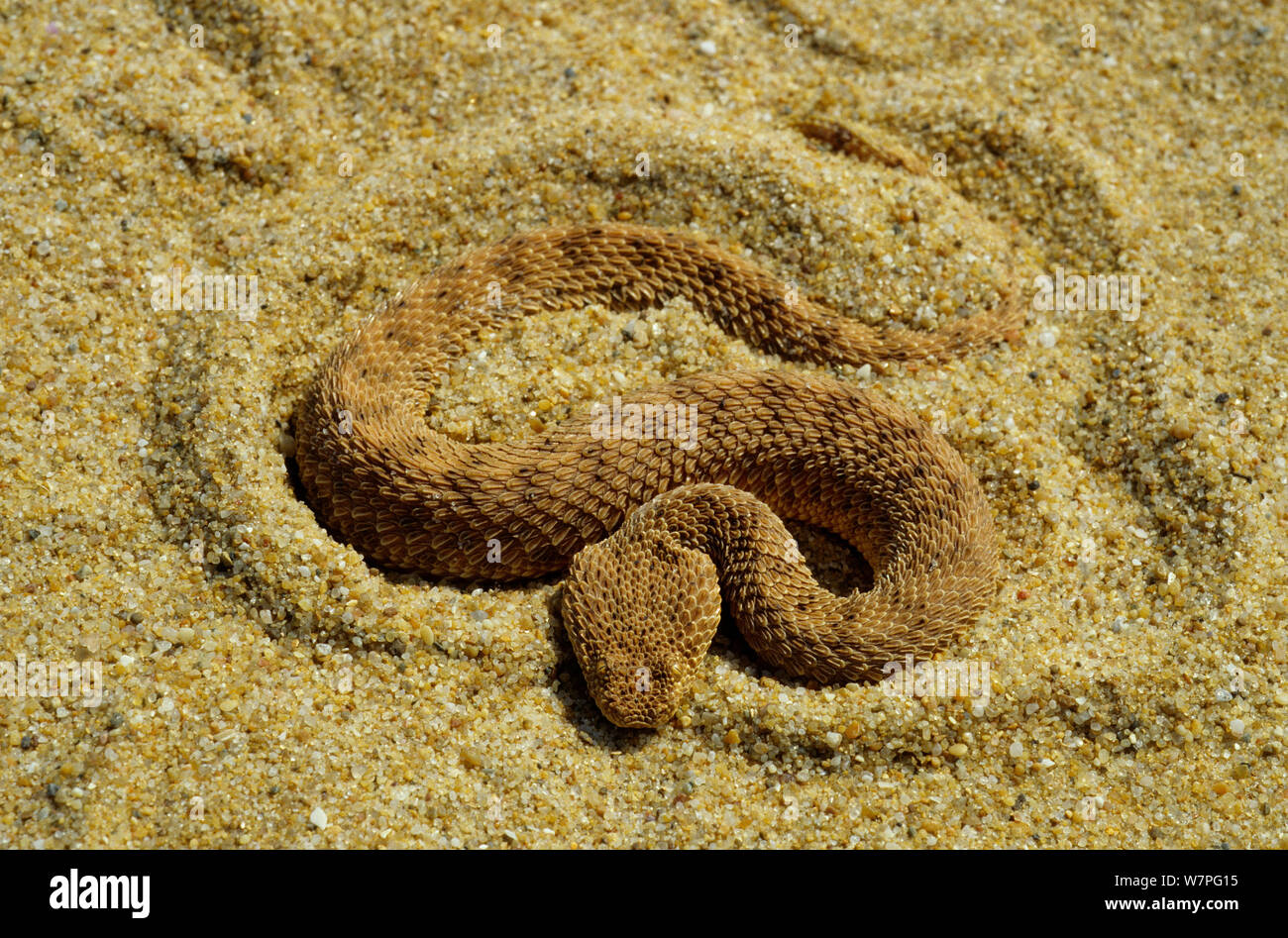 Sand Viper (Cerastes vipera) Erg Chigaga, Morocco Stock Photo - Alamy