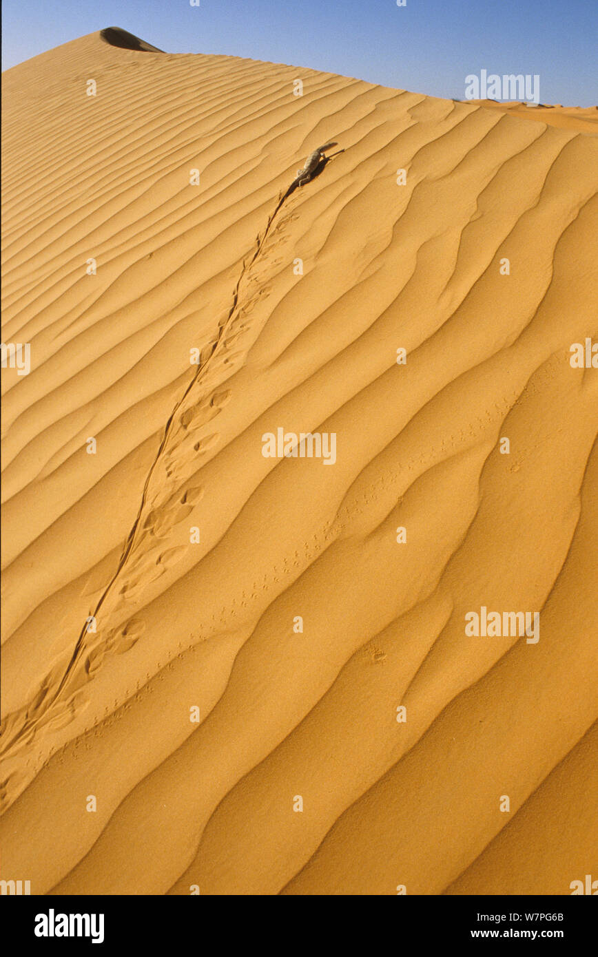 Desert monitor (Varanus griseus) crossing sand dune near Chinguetti ...