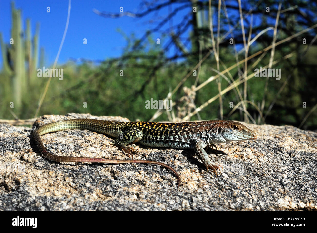 Giant spotted whiptail hi-res stock photography and images - Alamy