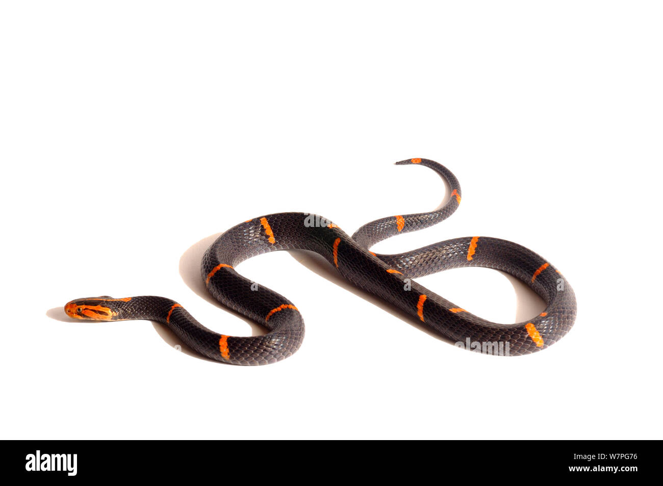 Fea Viper (Azemiops feae) captive from China Stock Photo - Alamy