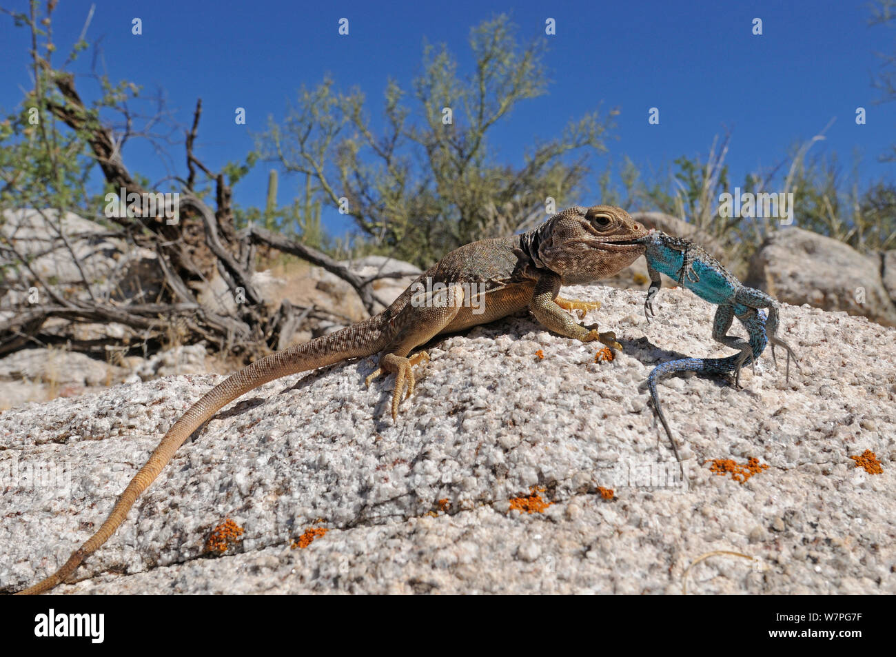 Collared tree lizard hi-res stock photography and images - Alamy