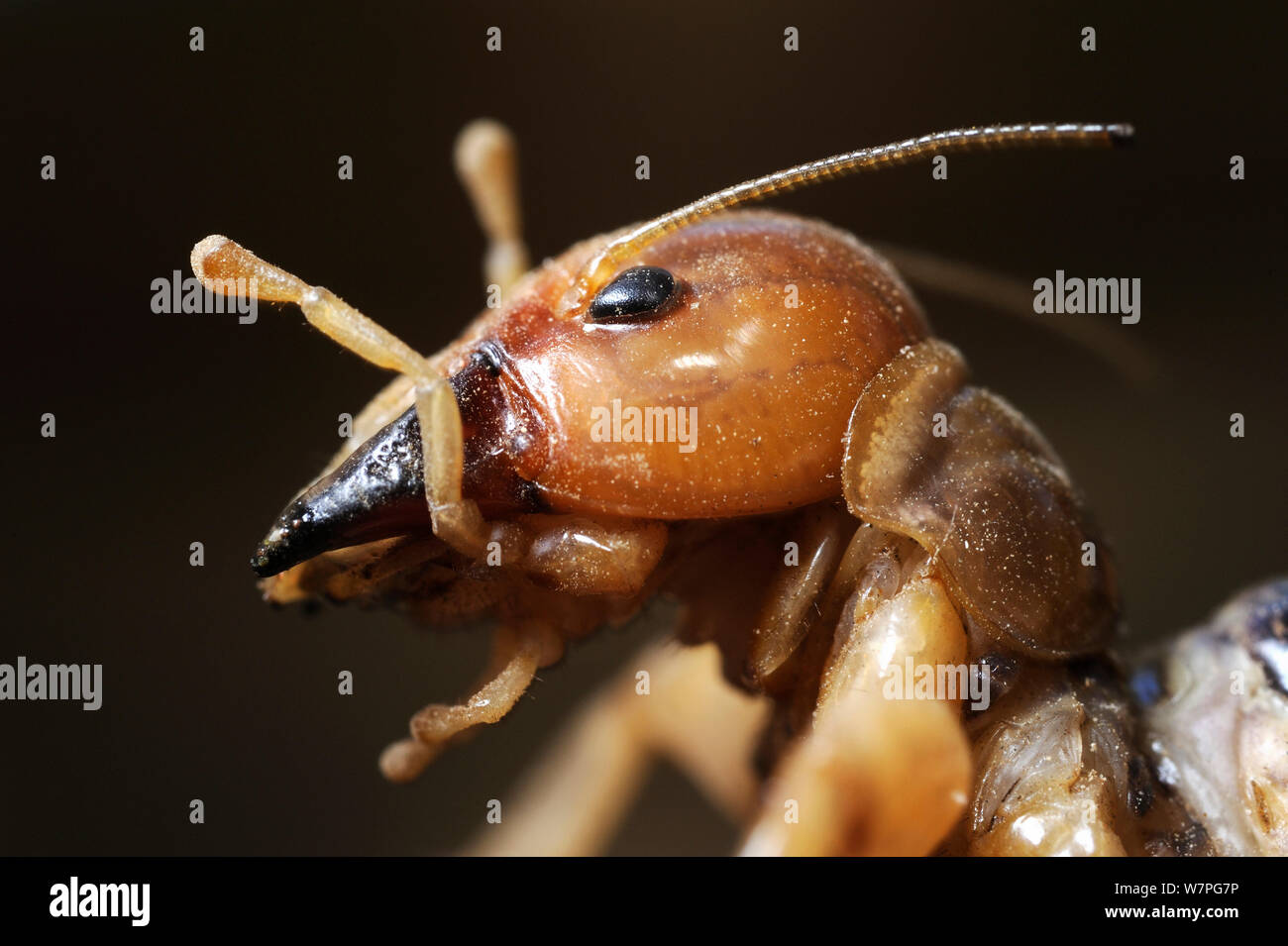 Jerusalem cricket (Stenopelmatus fuscus) portrait, Catalina state park ...