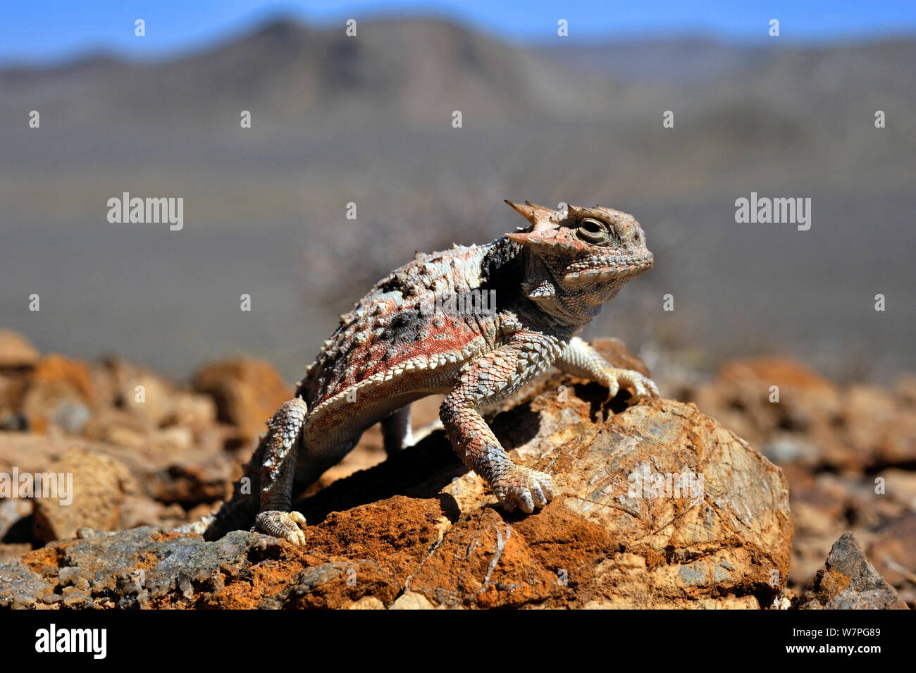 Desert Horned Lizard (Phrynosoma platyrhinos) in defensive posture ...