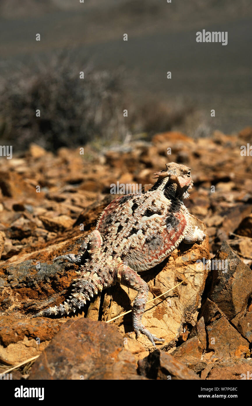 Desert Horned Lizard (Phrynosoma platyrhinos) Death Valley, California ...