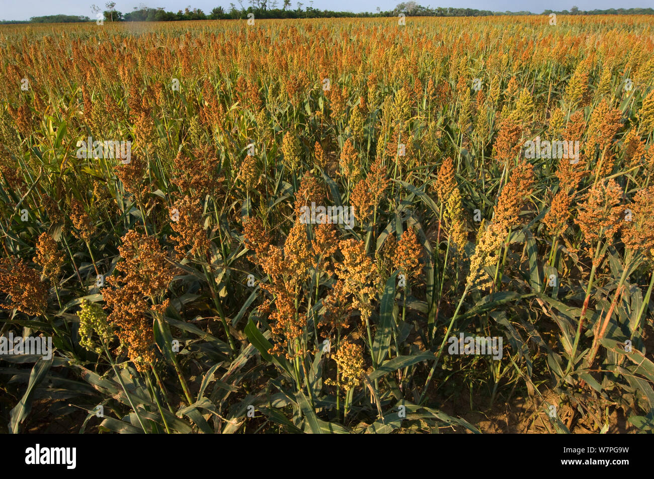 Sorghum field hi-res stock photography and images - Alamy