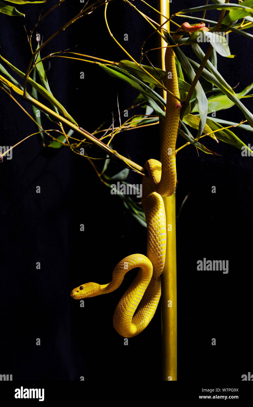 White-lipped island Viper (Trimeresurus insularis) captive from ...