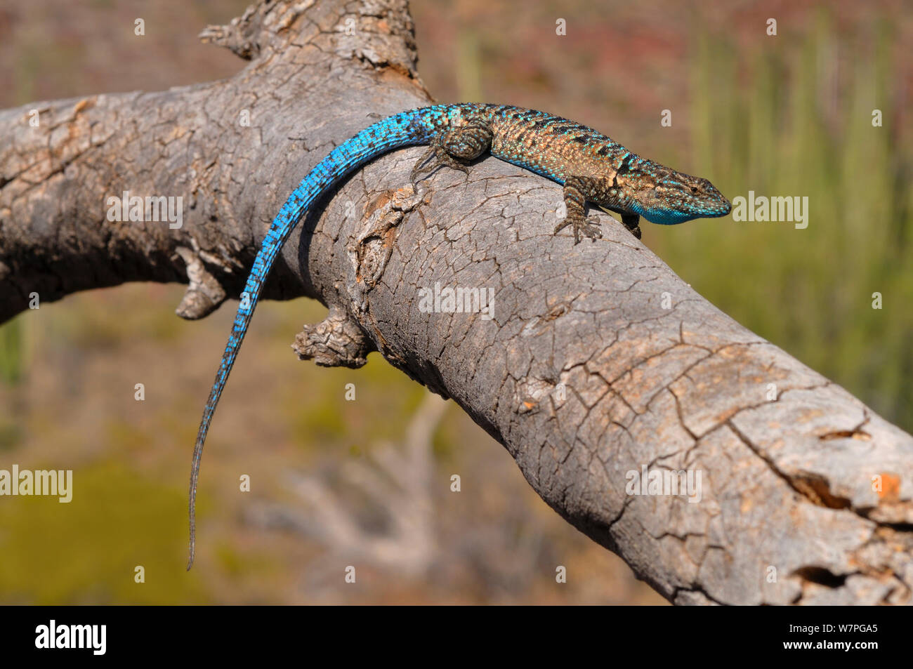 Ornate tree lizards hi-res stock photography and images - Alamy