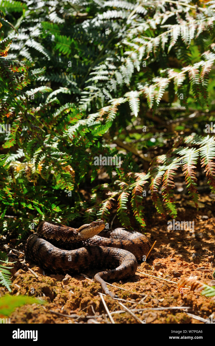 Snakes of france hi-res stock photography and images - Alamy