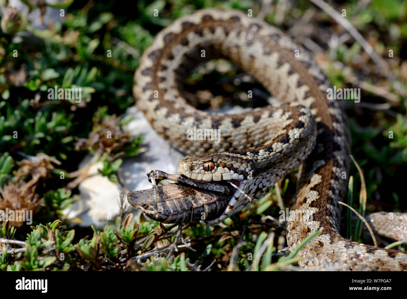 Orsini's Viper or Meadow Viper (Vipera ursinii wettsteini) eating a ...