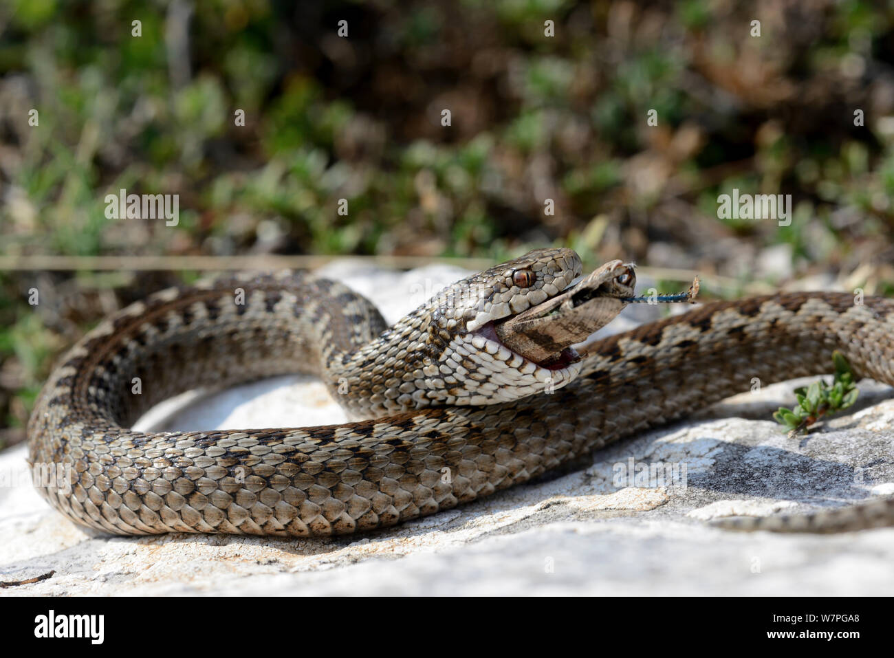 Vertebrates and invertebrates hi-res stock photography and images - Alamy