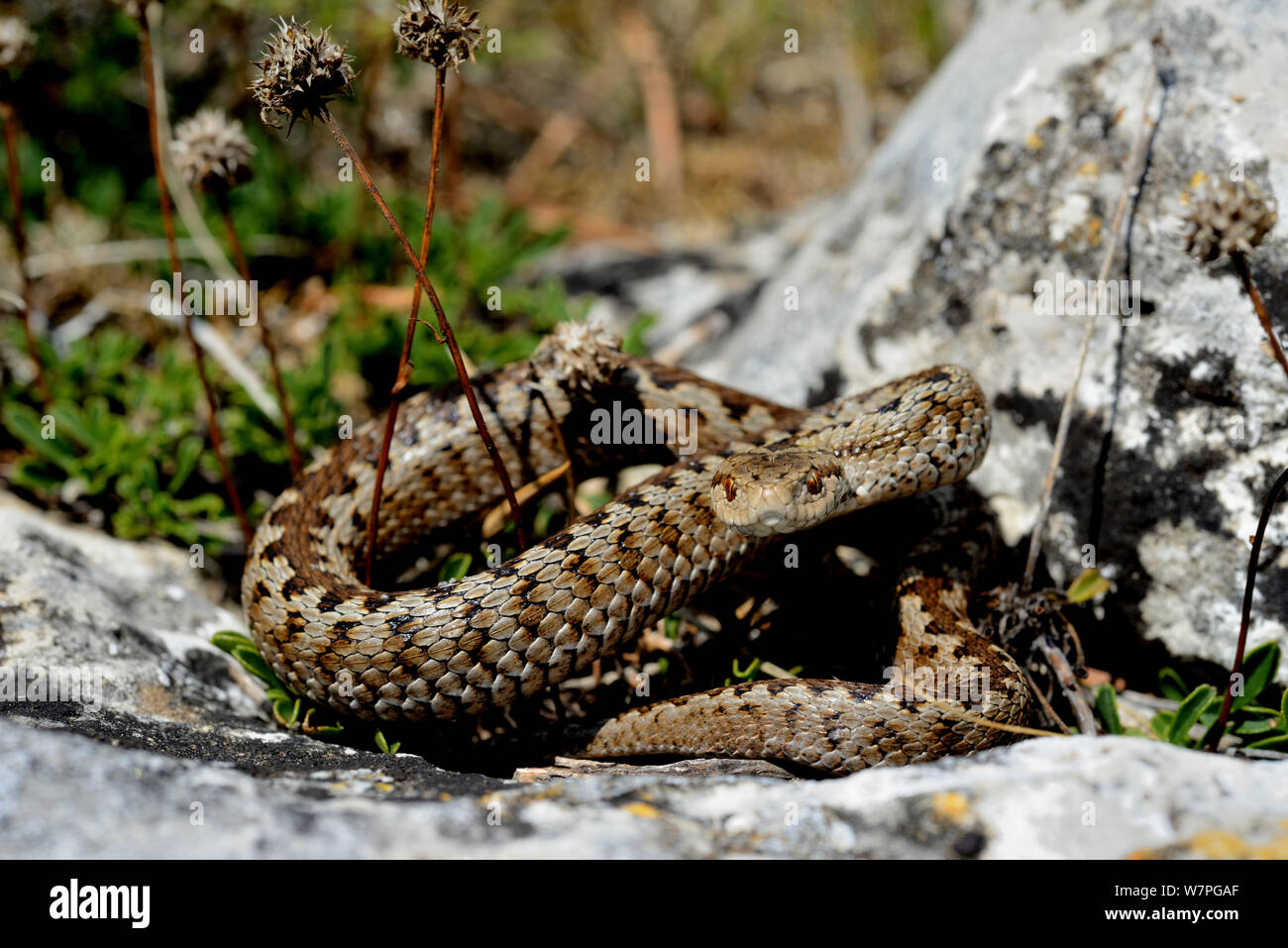 Snakes of france hi-res stock photography and images - Alamy