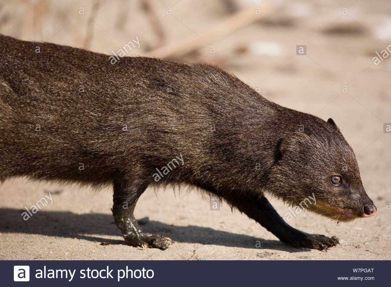 Marsh Mongoose