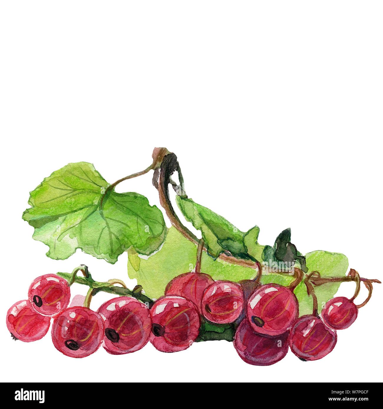 Painted watercolor juicy red currant on a white background Stock Photo ...