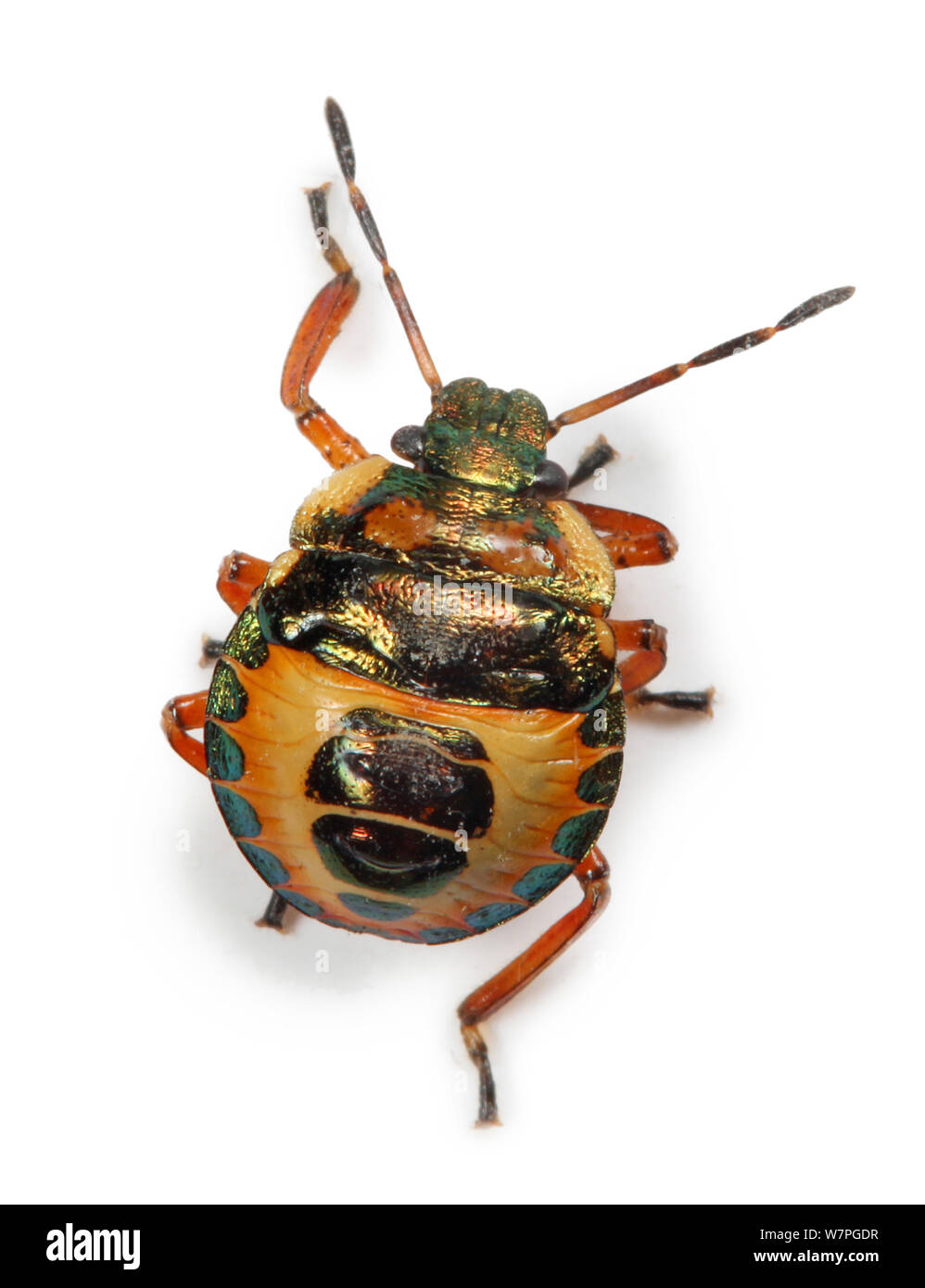 Bronze Shieldbug (Troilus luridus) 4th instar nymph. Endemic to Europe ...