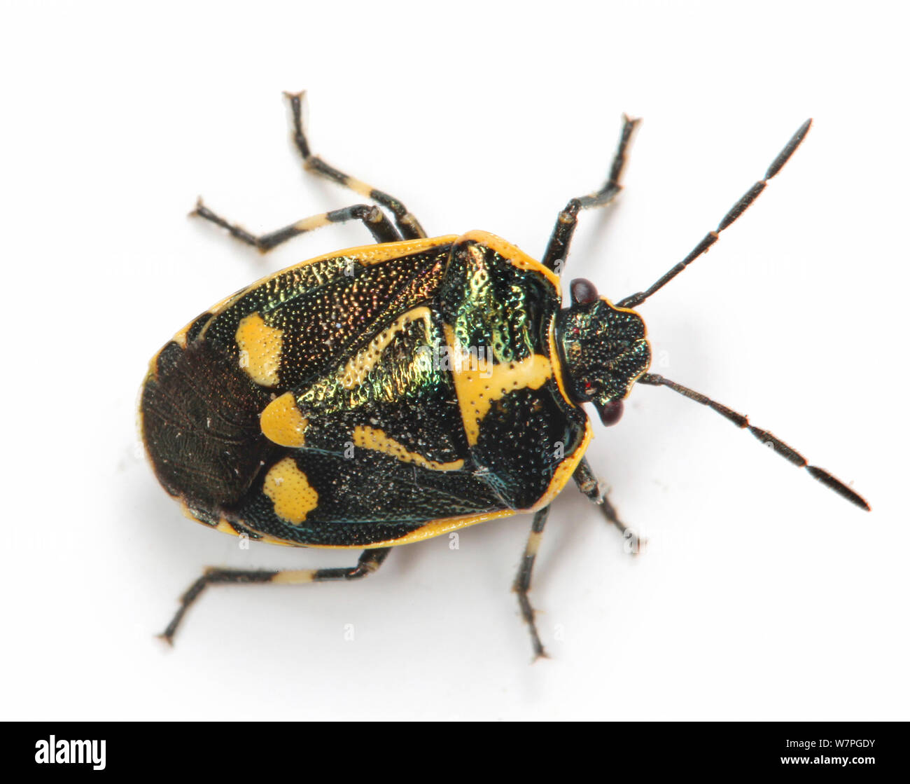 Eurydema oleracea hi-res stock photography and images - Alamy
