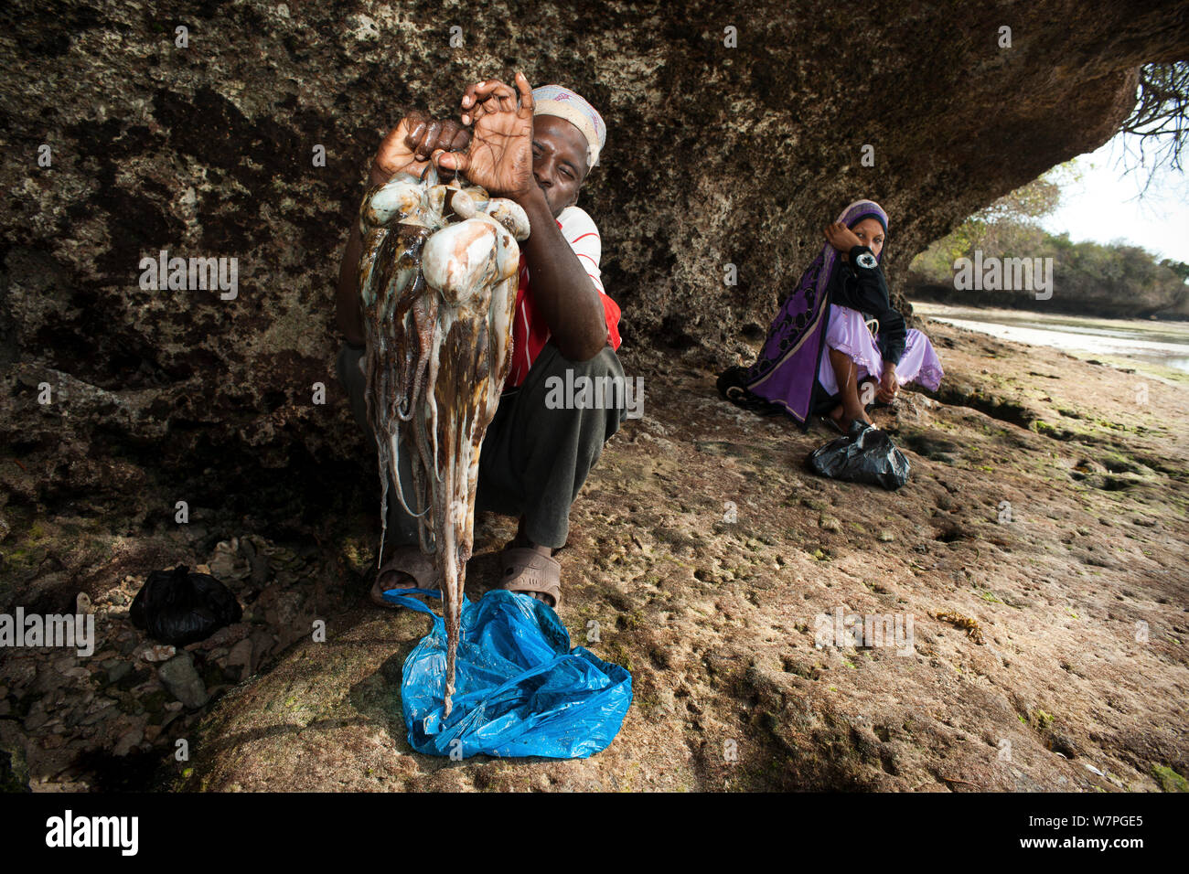 White spotted octopus octopus macropus hi-res stock photography and ...