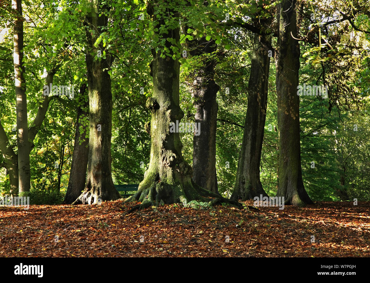 Bruges autumn scene hi-res stock photography and images - Alamy