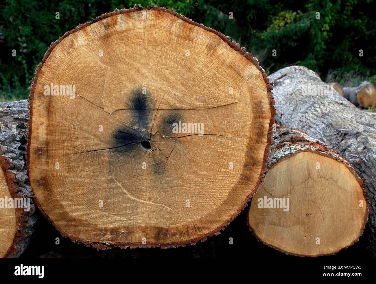Cut tree trunk showing shrapnel from World War I in the wood which has ...
