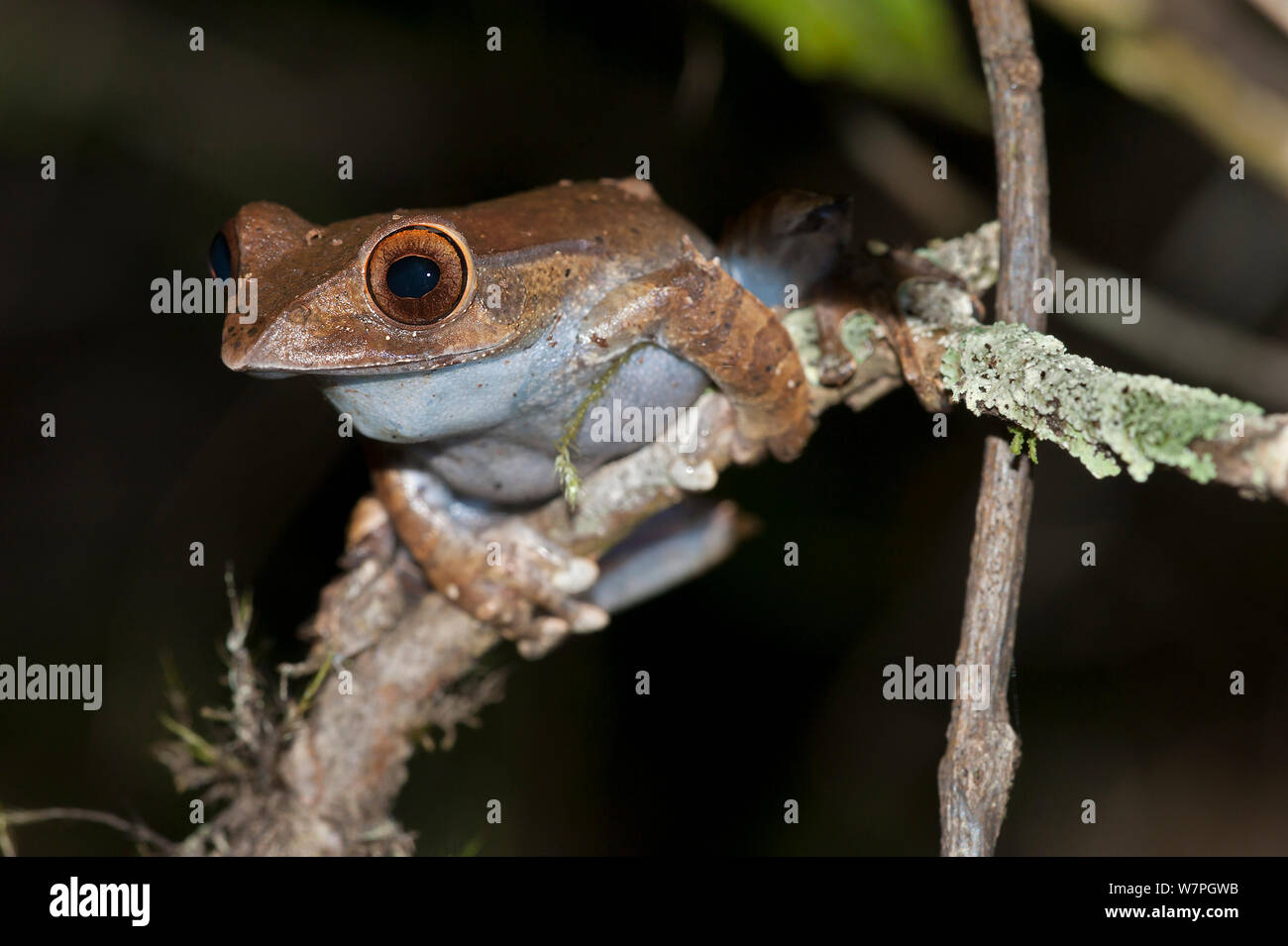 Madagascar frog (Boophis madagacariensis) Andasibe-Mantadia NP ...