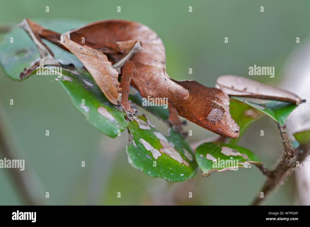 Satanic Leaf Gecko (Uroplatus phantasticus) Ranomafana NP, Madagascar ...