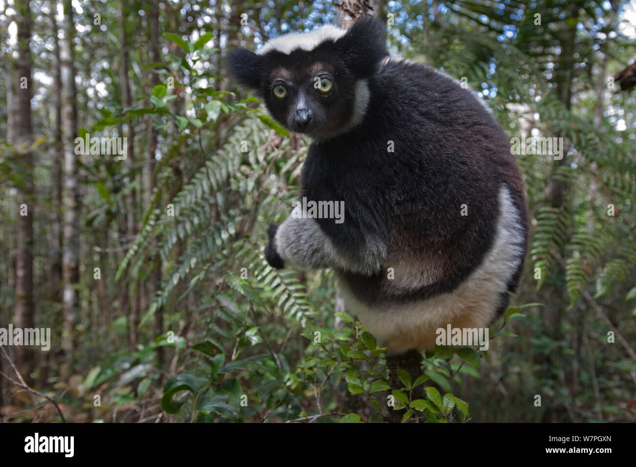 Indri (Indri indri) Andasibe-Mantadia NP, Madagascar Stock Photo - Alamy