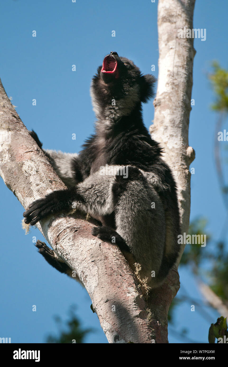 Madagascar niger hi-res stock photography and images - Alamy