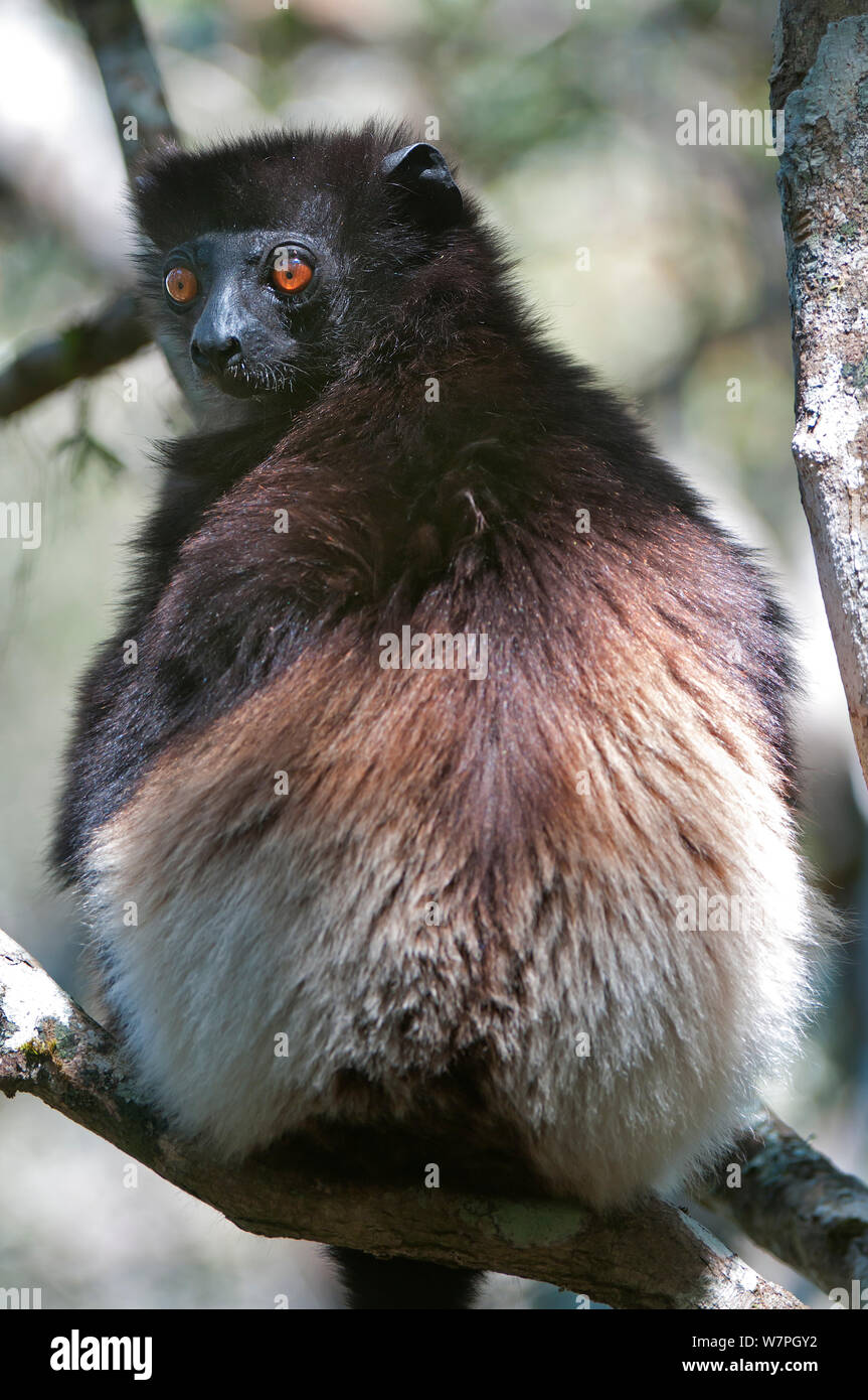 Milne-Edward's Sifaka (Propithecus edwardsi) Ialasatra, Madagascar ...